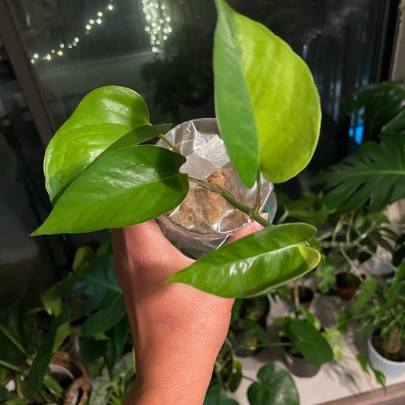 Other | Rare Half Moon Neon Pothos Cutting | Poshmark